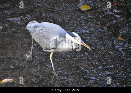 Heron, Hebden bridge, West Yorkshire Stock Photo - Alamy