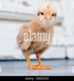 small chick on a window plate posing to photographer Stock Photo - Alamy