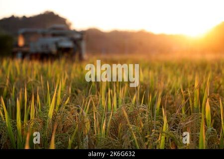CHENZHOU, CHINA - OCTOBER 13, 2022 - Villagers load a truck with ...
