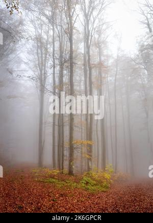 A low angle shot of tall thin trees in a forest in Hoonah, Alaska Stock ...