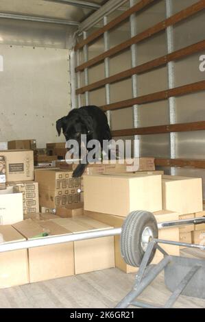 Security personnel with bomb detecting dogs in action around sidewalks ...
