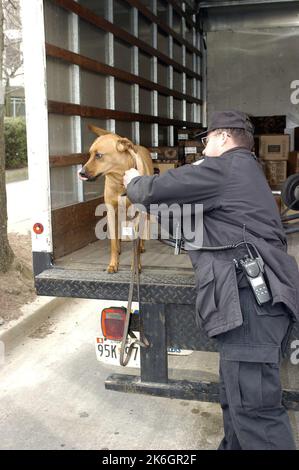 Security personnel with bomb detecting dogs in action around sidewalks ...
