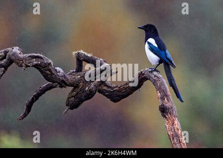 Common Magpie (Pica pica fennorum) from Marnadal, southern Norway in ...
