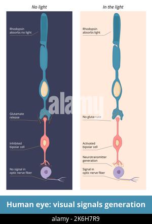 Anatomy of Photoreceptor. cell of a retina in the eye. Cone cells in ...