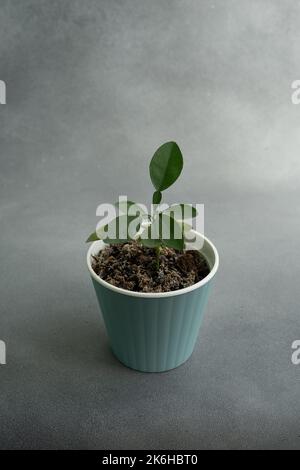 Small pomelo tree in a garden center with one large yellow fruit. Other ...