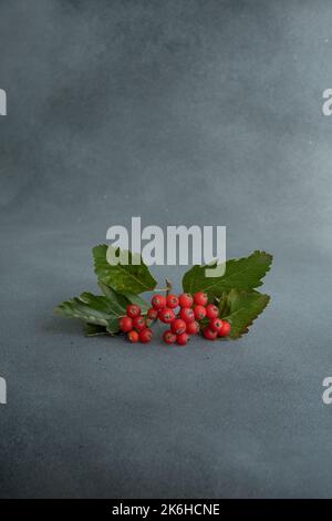 Autumn composition. branch with wild ashberry and colorful leaves. Flat ...