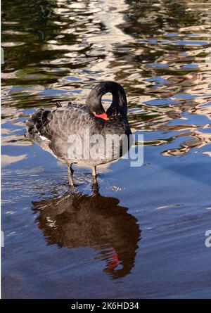 Black Swan swimming, Dawlish, Devon, UK Stock Photo - Alamy