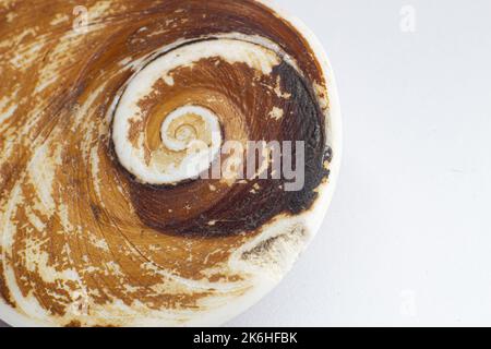 Fossilized snail shell, with orange and black colors. Macro picture on ...