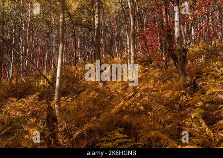 Magnificent autumn scenery near Sundance Ski Resort, Utah, USA. Viewed ...