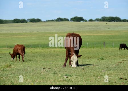 Cows raised with natural pastures, meat production in the Argentine ...