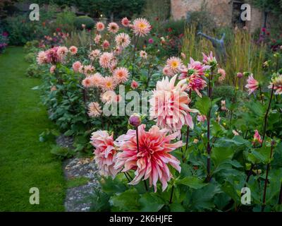 Chenies Manor Sunken garden lawn with salmon pink and soft peach Dahlia ...