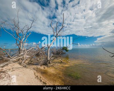 Dead mangrove trees, Key Largo, Florida Keys, USA Stock Photo - Alamy