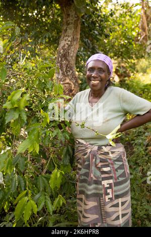 A woman smallholder farmer prunes her coffee trees on her coffee farm ...