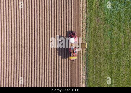 Aerial view of farmers harvesting potato crop from an autumn farm Stock ...