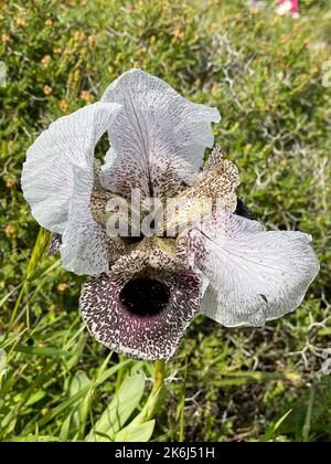 Iris Flower. White Iris, also known as the Nazareth iris Stock Photo ...