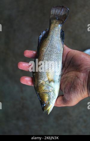Asian Sea bass bekti fish in hand in nice blur background HD Stock ...