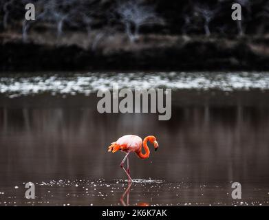 Pink Flamingo at Cormorant point, Floreana island, Galapagos islands ...