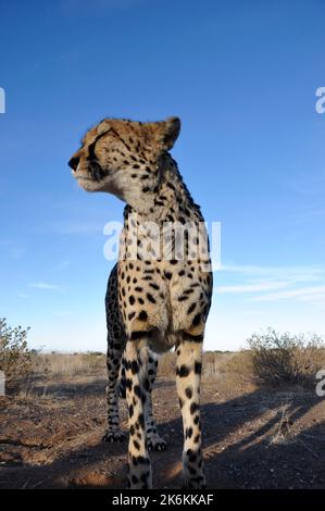 Ein Gepard in der namibischen Kalahari. In Namibia lebt ein Drittel der ...
