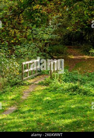 Woodland landscape scene at Oakenshaw Spinney, Redditch, during autumn ...