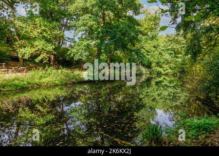 Woodland landscape scene at Oakenshaw Spinney, Redditch, during autumn ...