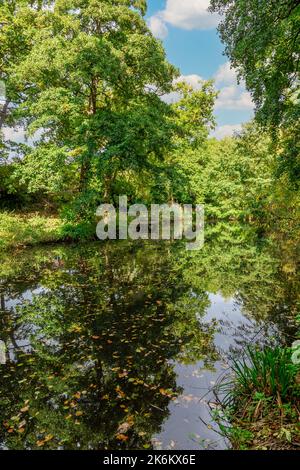 Woodland landscape scene at Oakenshaw Spinney, Redditch, during autumn ...