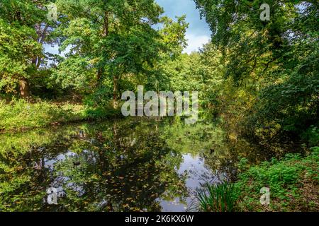 Woodland landscape scene at Oakenshaw Spinney, Redditch, during autumn ...