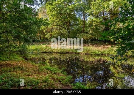 Woodland landscape scene at Oakenshaw Spinney, Redditch, during autumn ...