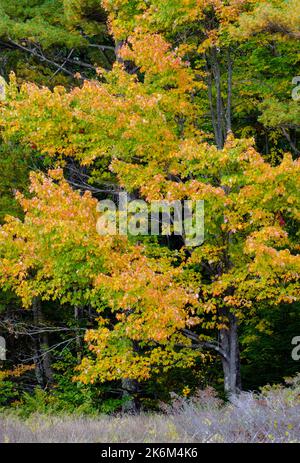 Wisconsin autumn foliage with birch trees Stock Photo - Alamy