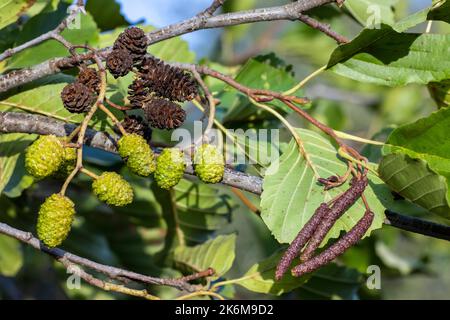 Green and brown alder cones, alder catkins and green leaves Stock Photo ...