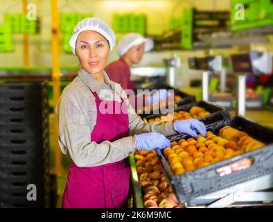 Women workers soring peaches Stock Photo - Alamy