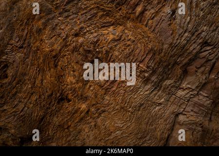 Close Up Texture of Dried Sequoia Wood on tree in Yosemite National ...