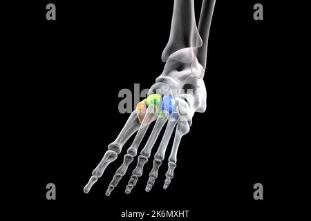 Cuneiform bones of the foot, illustration Stock Photo - Alamy