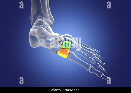 Cuneiform bones of the foot, illustration Stock Photo - Alamy