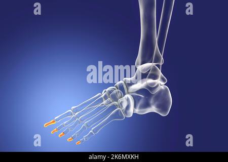 Distal phalange bones of the foot, illustration Stock Photo - Alamy