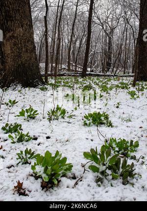 Emerging Virginia Bluebells (Mertensia virginica) grow along Hammel ...