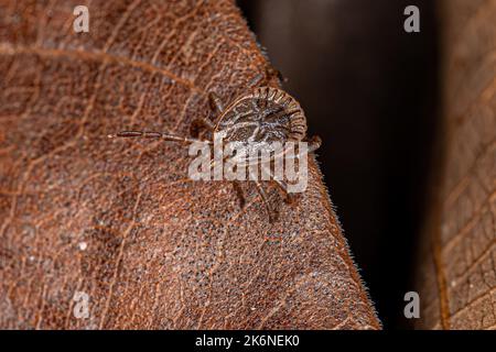 Male Adult Cayenne Tick of the genus Amblyomma Stock Photo - Alamy