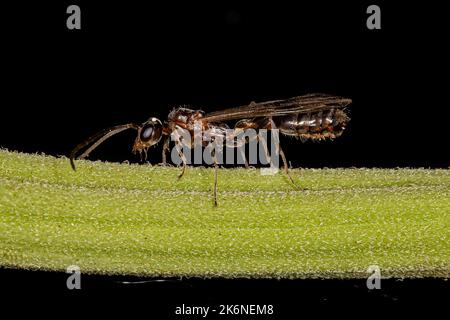 Adult Male Winged Ant of the Genus Pseudomyrmex Stock Photo - Alamy