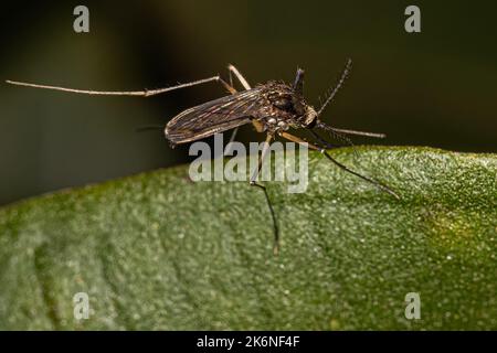 Adult Female Culicine Mosquito of the Species Aedes scapularis Stock ...