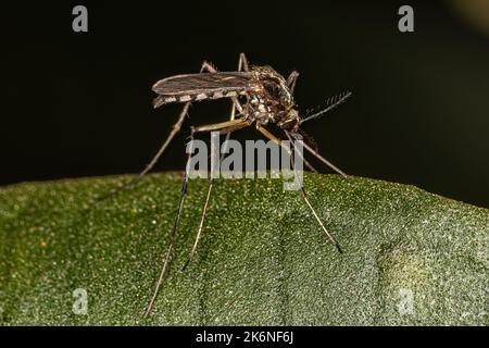 Adult Female Culicine Mosquito of the Species Aedes scapularis Stock ...