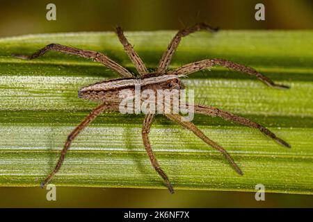 Adult Female Trechaleid Spider of the Genus Neoctenus preying on a fly ...