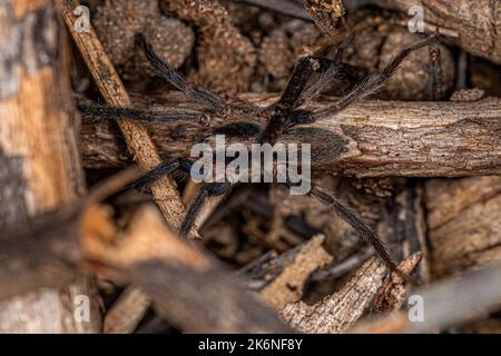 Small Prowling Spider of the species Teminius insularis Stock Photo - Alamy