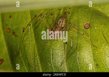 Adult Brown Spitting Spider of the genus Scytodes Stock Photo - Alamy