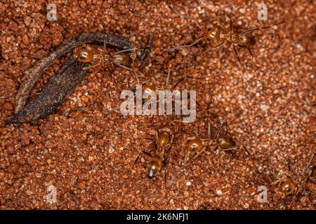 Adult Pyramid Ants of the Genus Dorymyrmex Stock Photo - Alamy