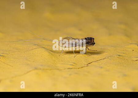 Tricopter mayfly insect exoskeleton on a yellow wall Stock Photo - Alamy