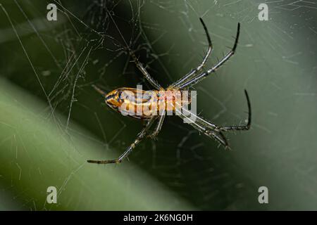Basilica Orbweaver Spider of the species Mecynogea lemniscata Stock ...