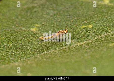 Adult Female Mayfly Insect of the Genus Camelobaetidius Stock Photo - Alamy