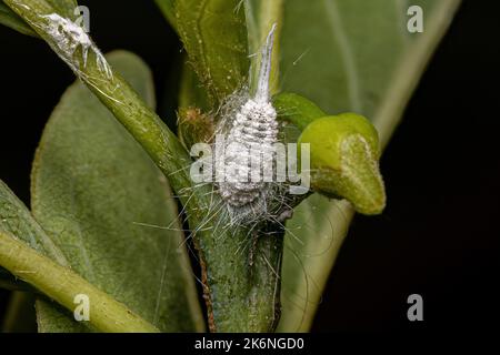 White Scale Insects of the Superfamily Coccoidea in a plant Stock Photo ...
