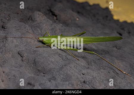 Adult Common Conehead of the Genus Neoconocephalus Stock Photo - Alamy
