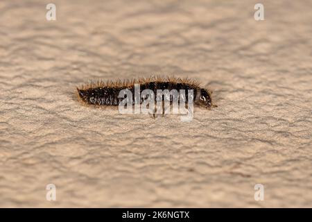 Long-jointed Beetle Larva of the species Lagria villosa Stock Photo - Alamy