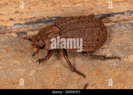 Adult Hide Beetle of the species Omorgus suberosus Stock Photo - Alamy